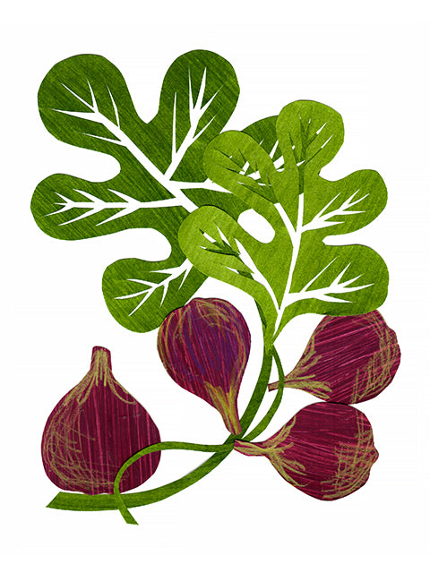 Fruits Collage Collection – Figs – paste